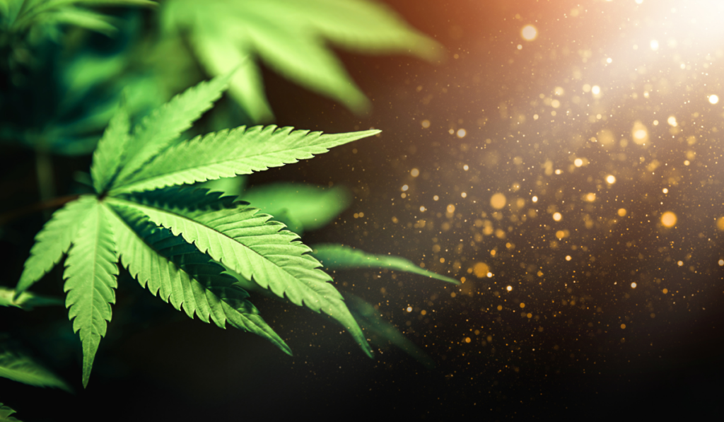 Marijuana Rescheduling: What does this mean for me and my cannabis ...