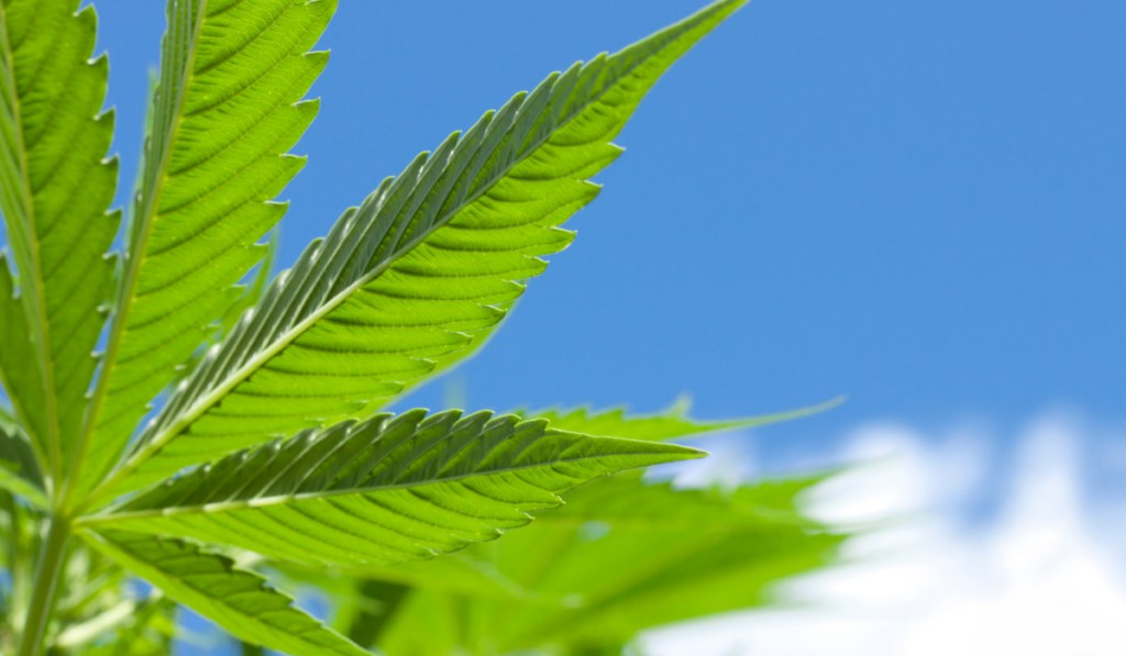 The Rescheduling of Cannabis: A Turning Point for Cannabis Industry ...