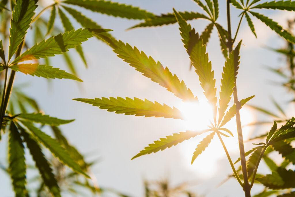 What’s Next for the Cannabis Industry?